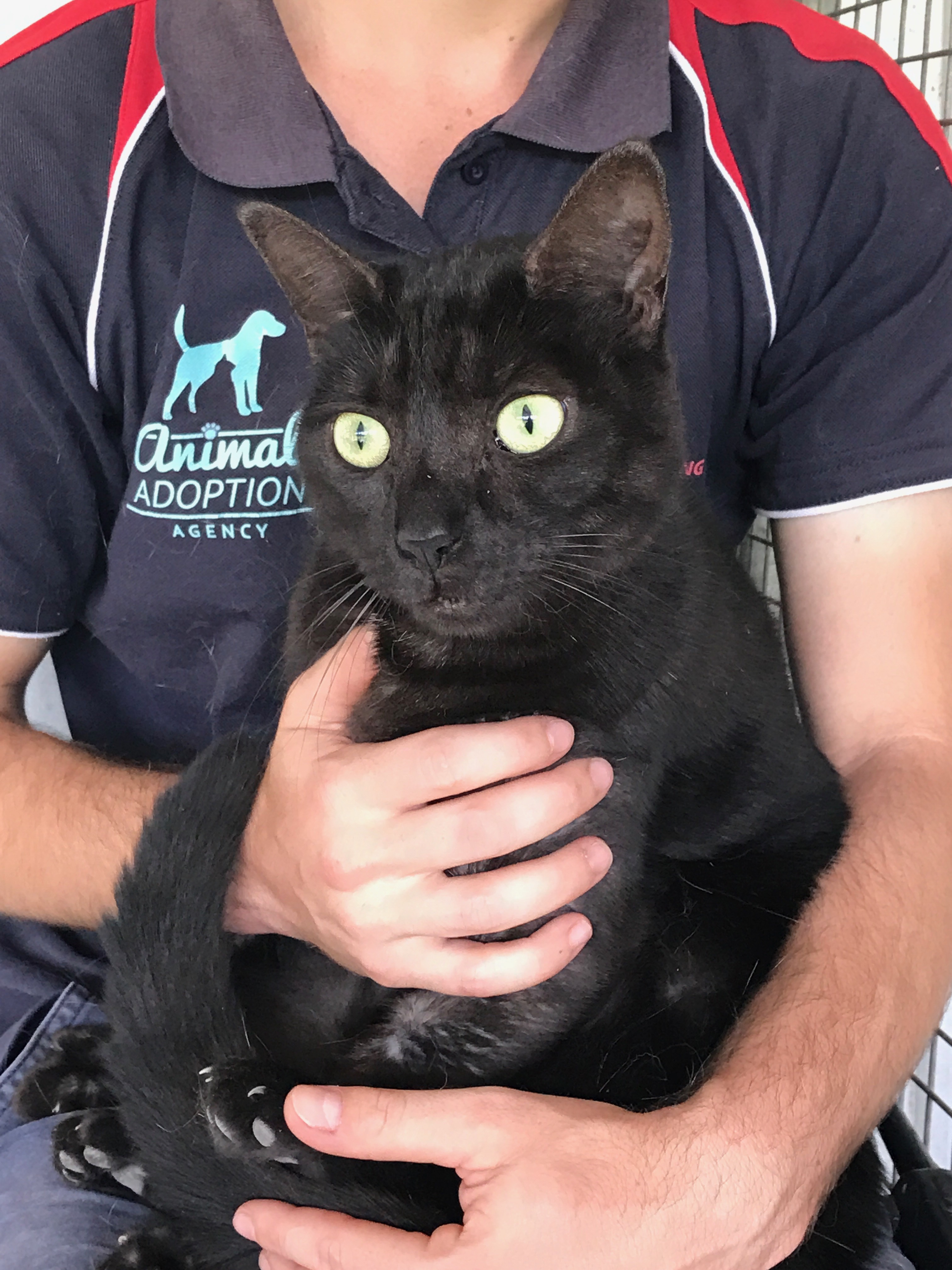 chico - Animal Adoption Agency