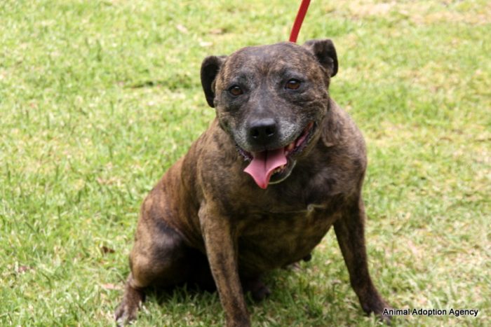 duke - Animal Adoption Agency