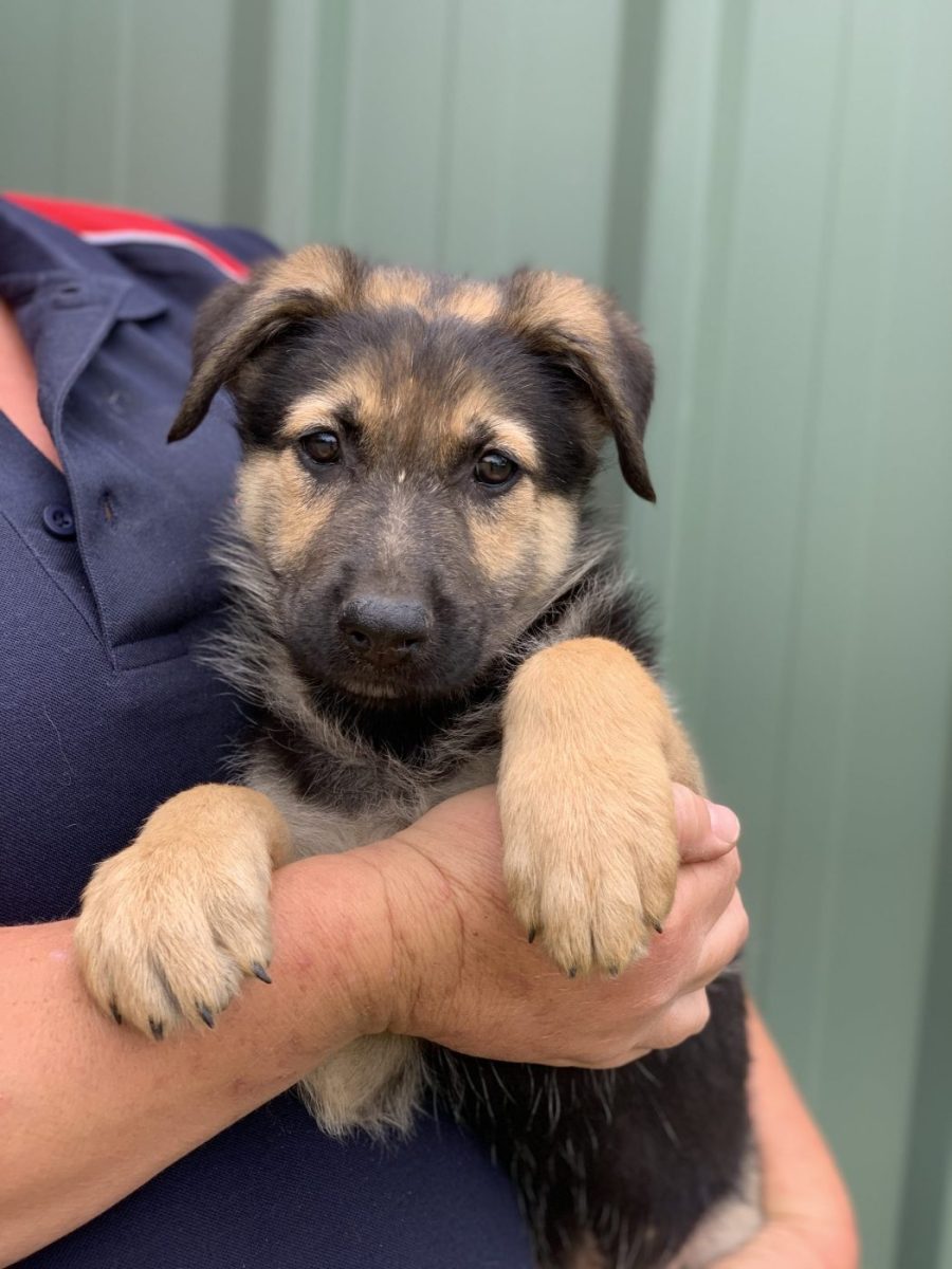 IMG_5121 - Animal Adoption Agency