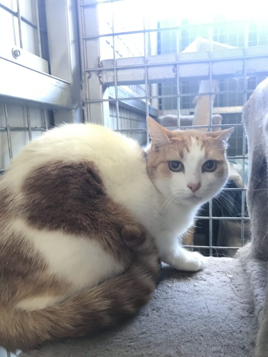 Scardy cat picc - Animal Adoption Agency