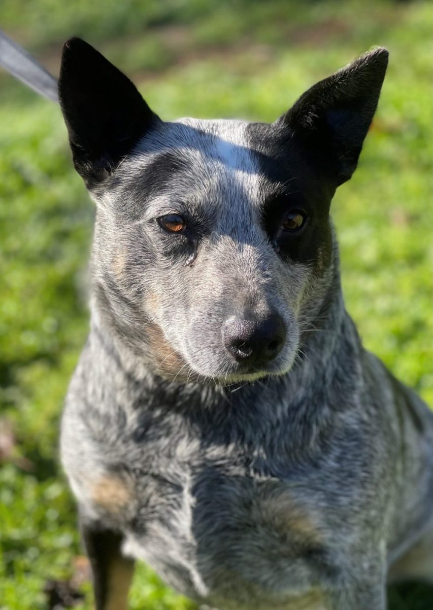 Booma 2 - Animal Adoption Agency