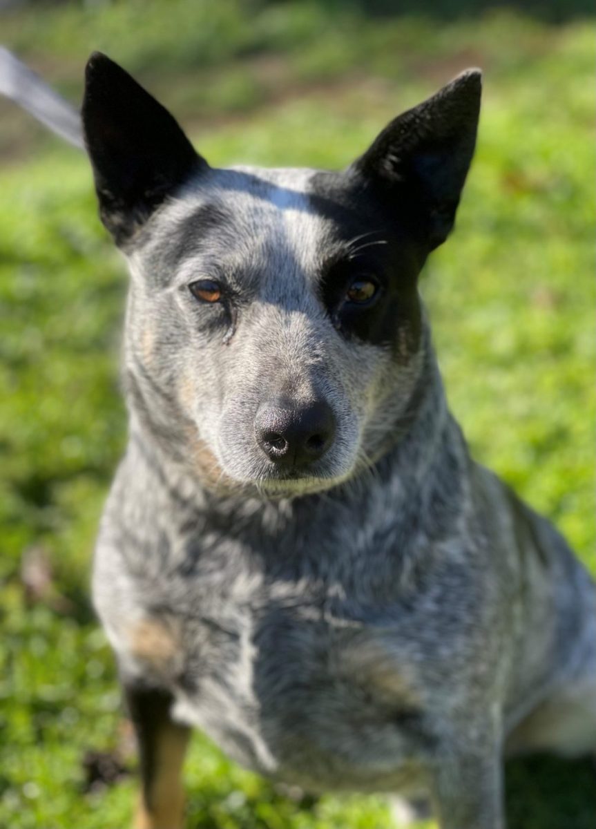 Booma - Animal Adoption Agency