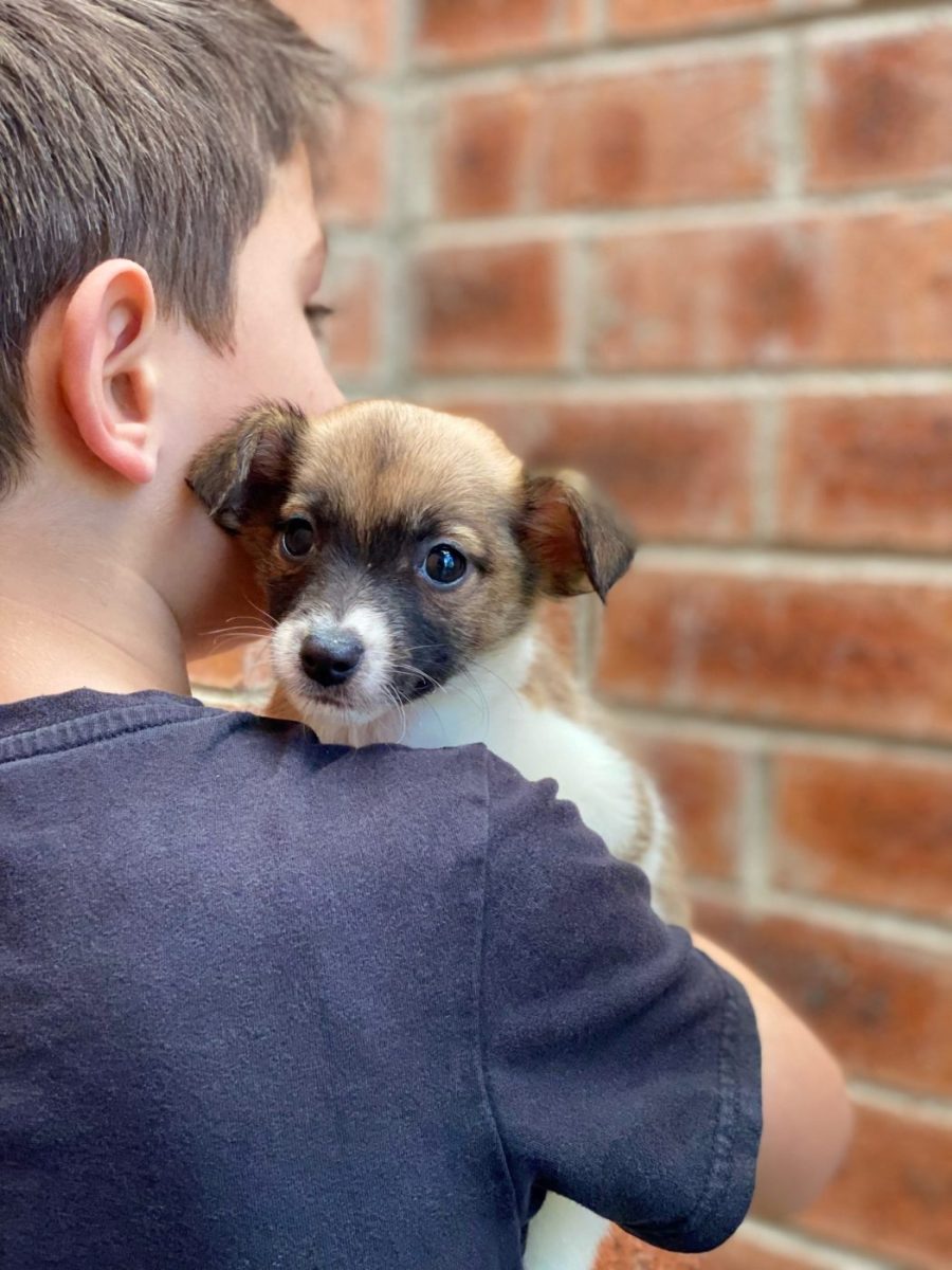 Pup 1 - Animal Adoption Agency