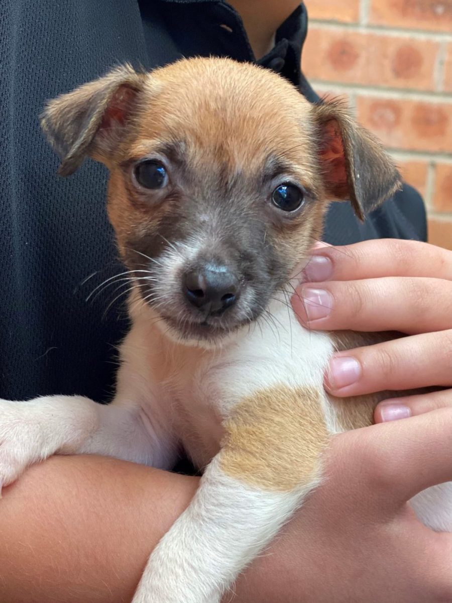 Pup 2 - Animal Adoption Agency