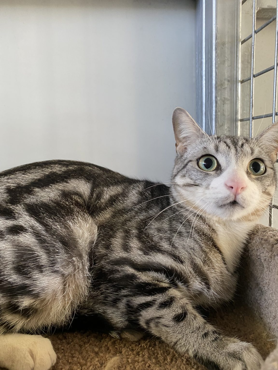 Marcus - Animal Adoption Agency