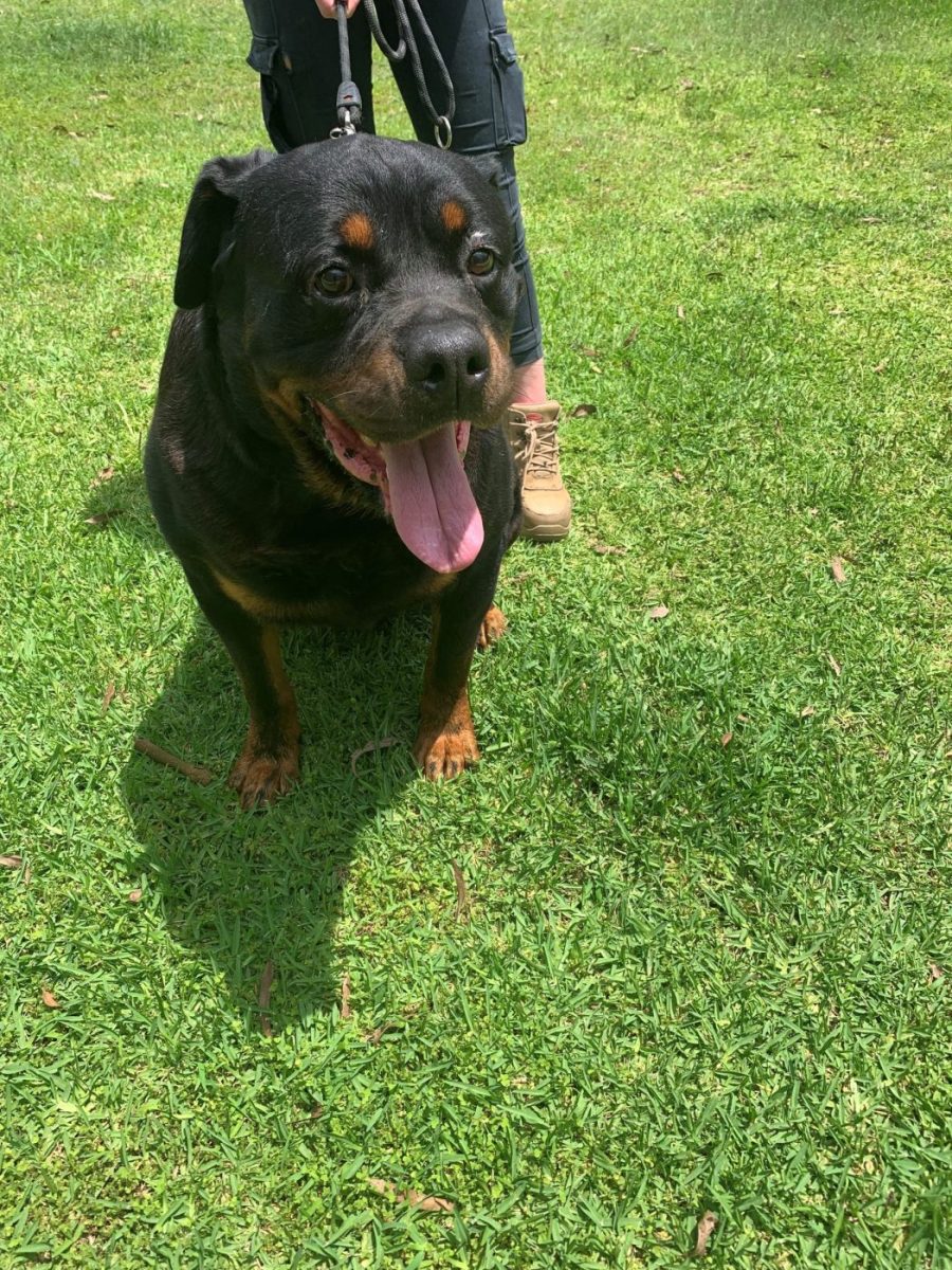 Tyson 1 - Animal Adoption Agency