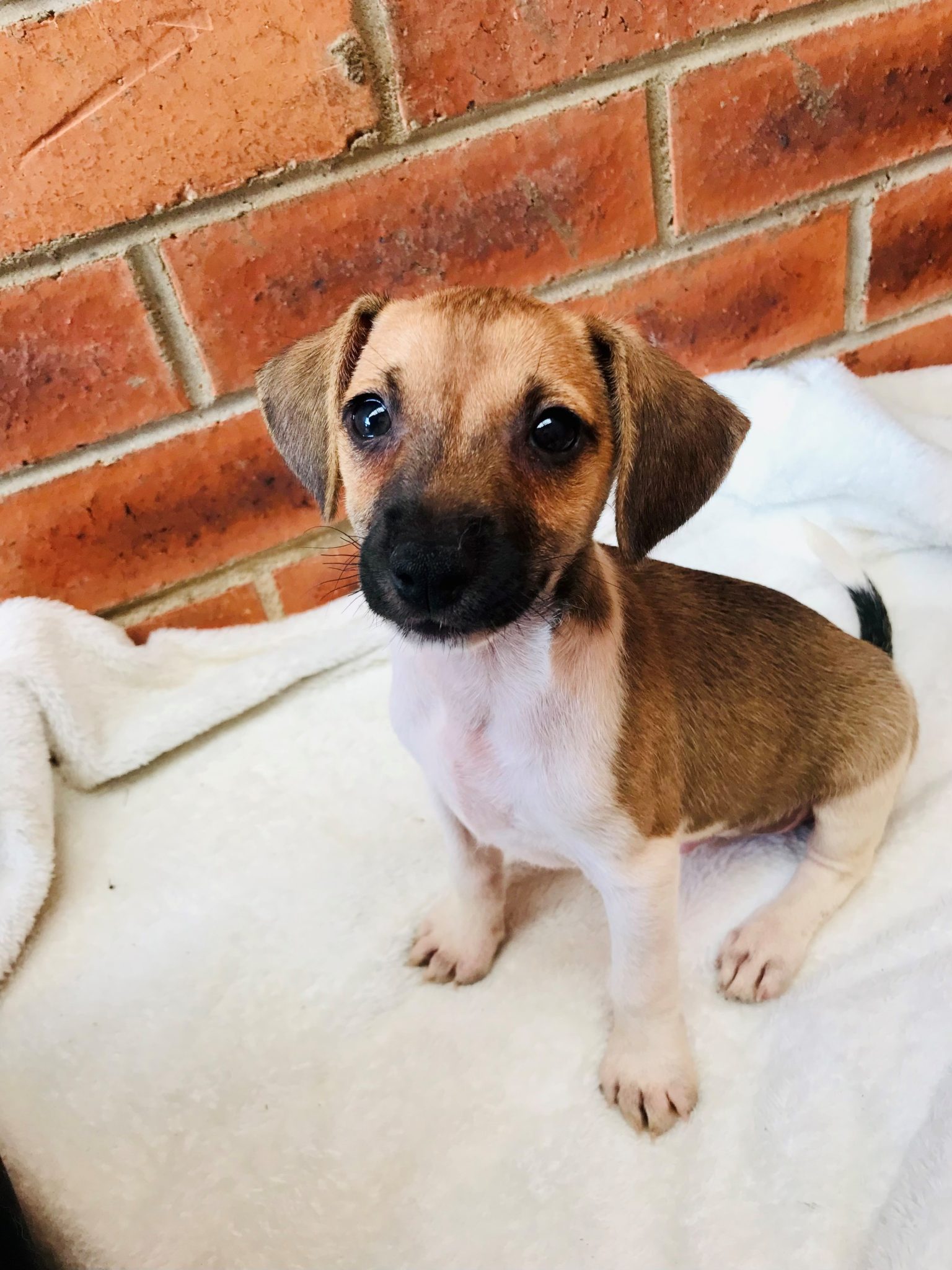 Tango - Animal Adoption Agency