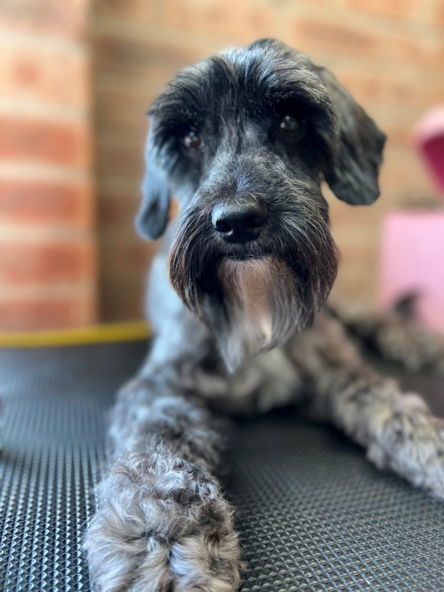 Doodle - Animal Adoption Agency