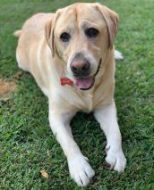 Millie - Animal Adoption Agency