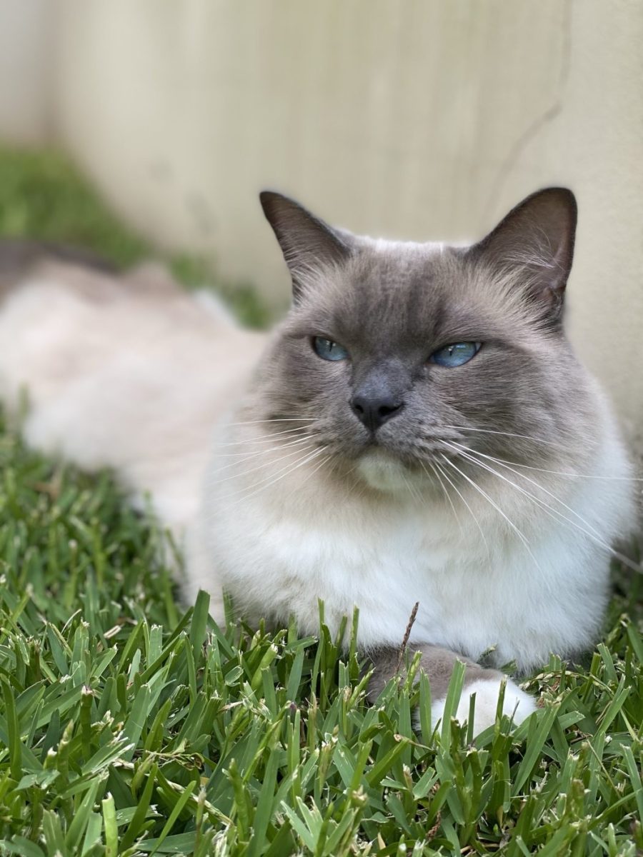 Milo AAA - Animal Adoption Agency