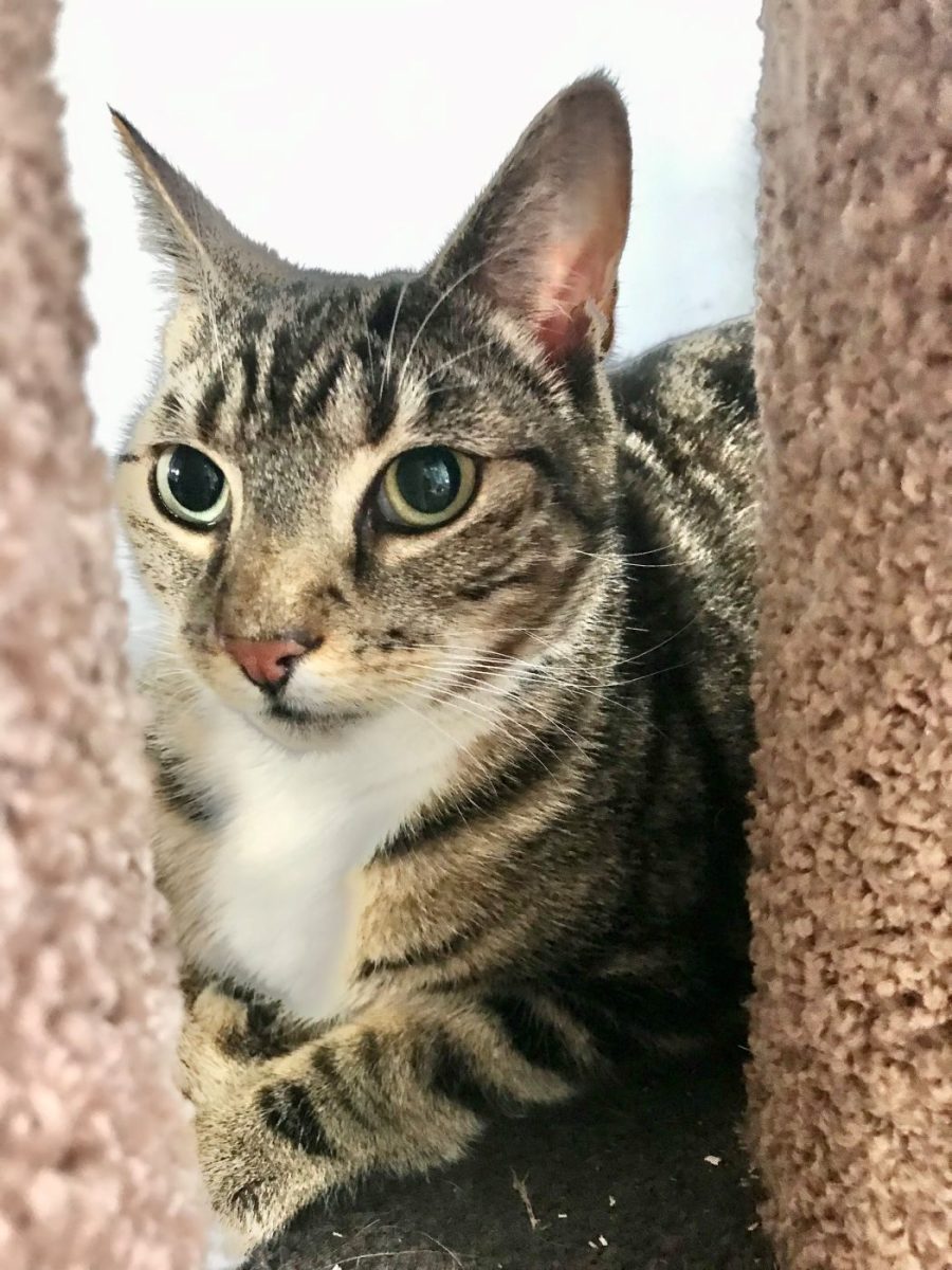 Nala AAA1 - Animal Adoption Agency