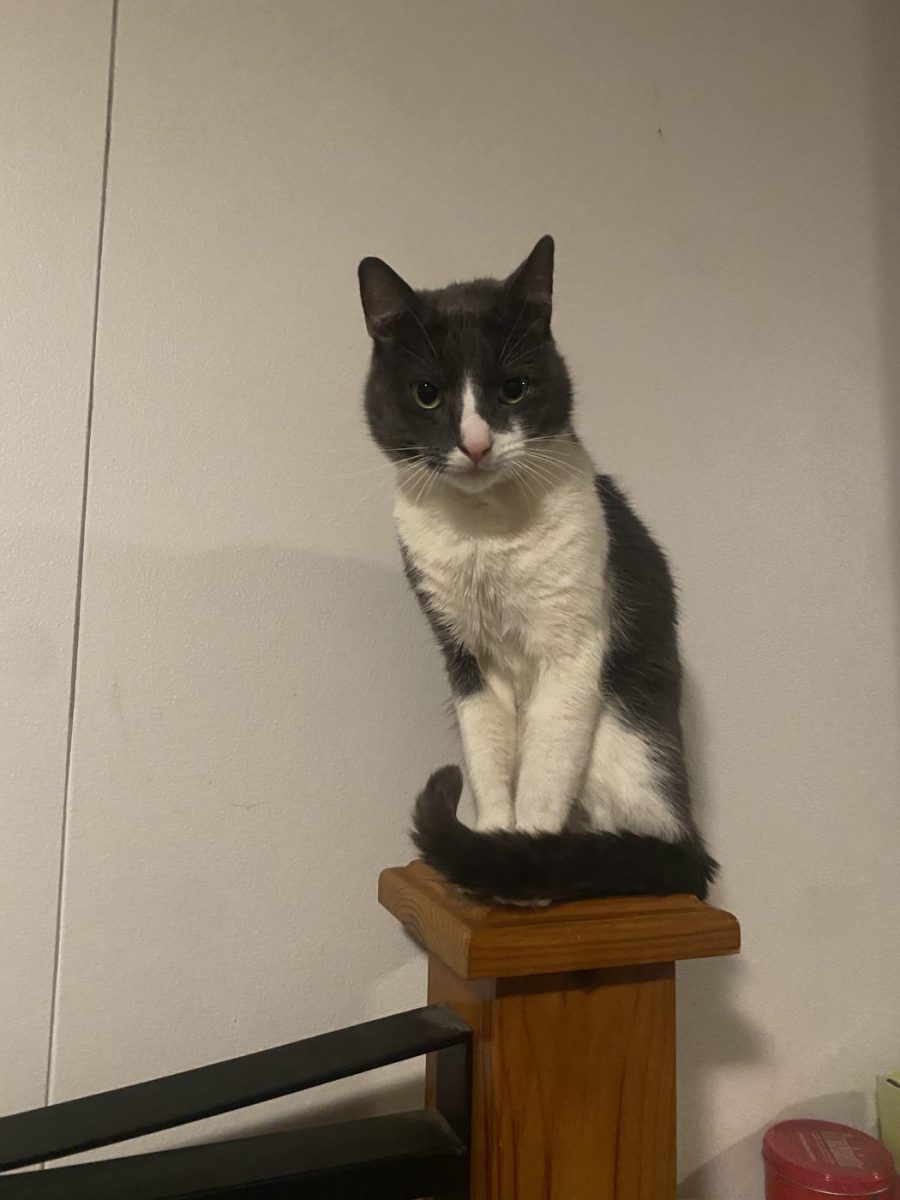 Chico AAA - Animal Adoption Agency