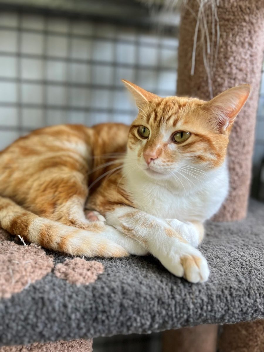 Ginger - Animal Adoption Agency