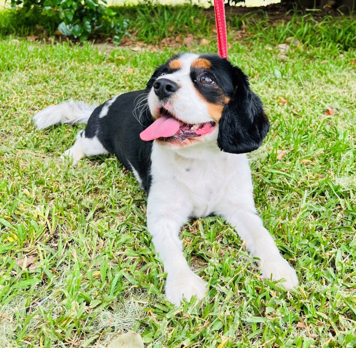 Bailey A - Animal Adoption Agency