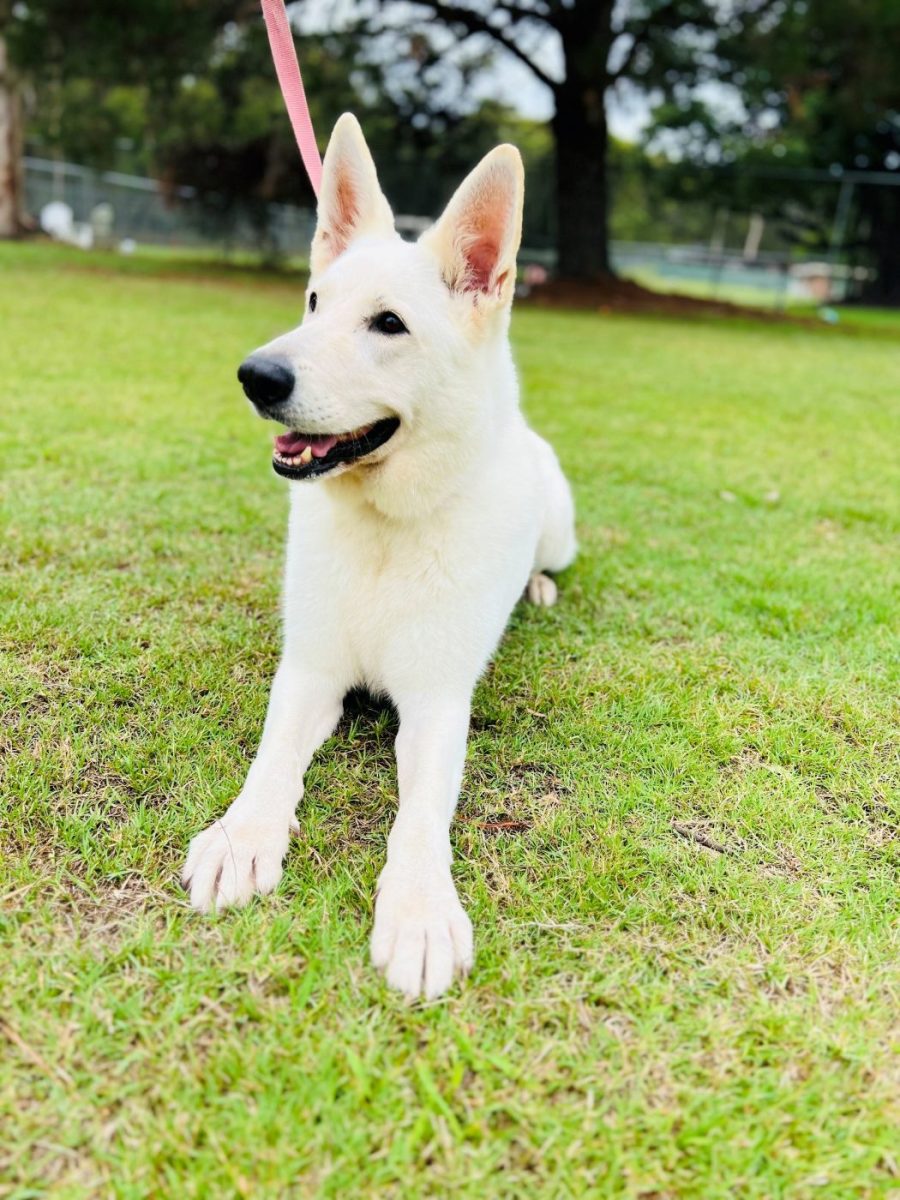 Ryder - Animal Adoption Agency