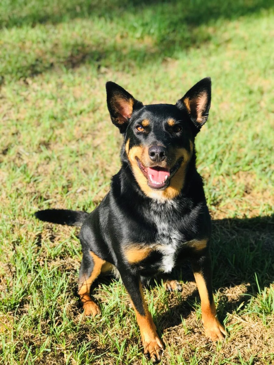 Max AAA2 - Animal Adoption Agency