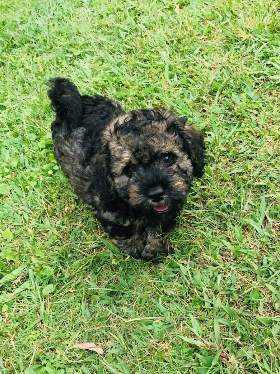 Milo Luna - Animal Adoption Agency