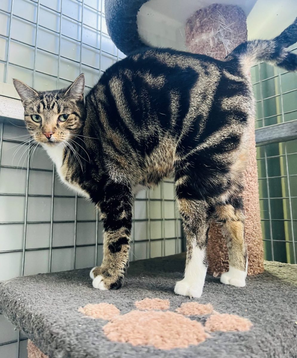 Nala A - Animal Adoption Agency