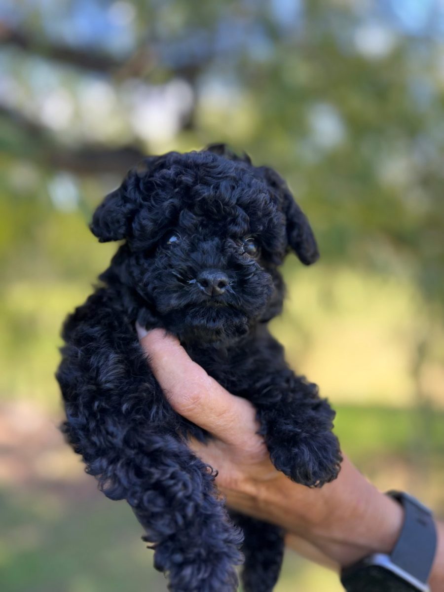 Prince - Animal Adoption Agency