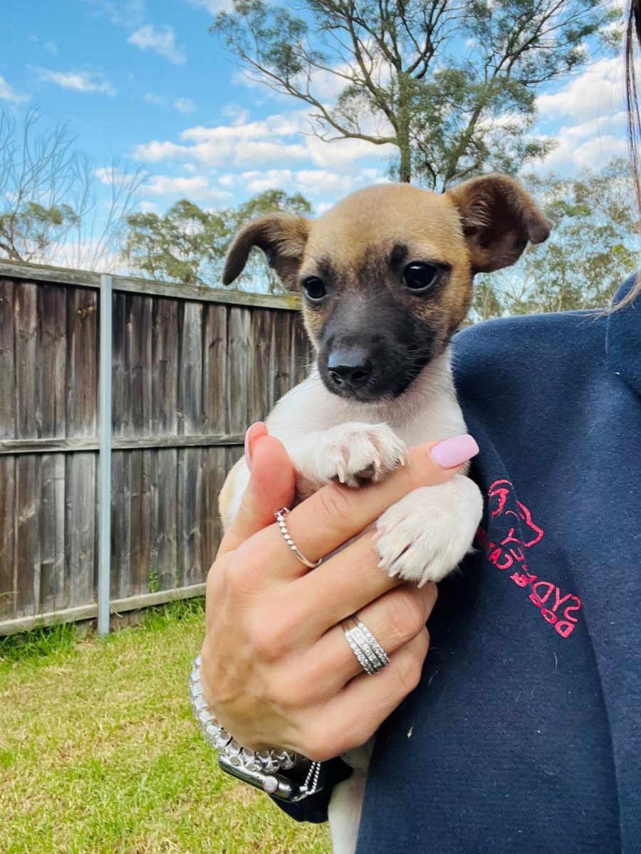 Abby A - Animal Adoption Agency