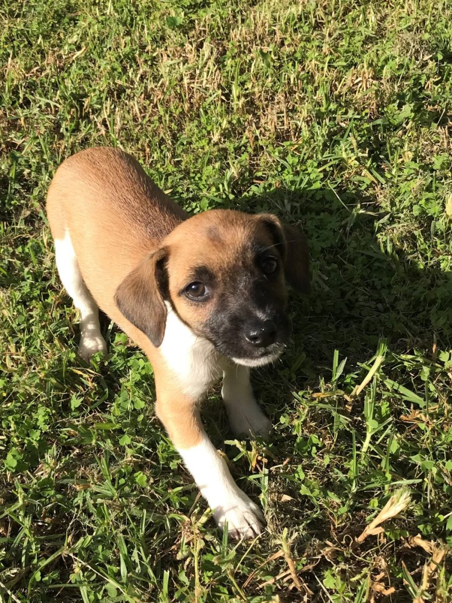 Abby AAA - Animal Adoption Agency