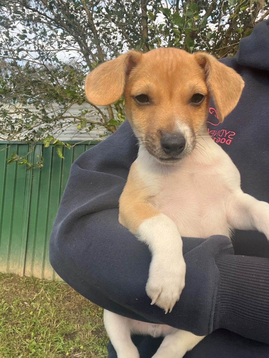 Jax AAA - Animal Adoption Agency