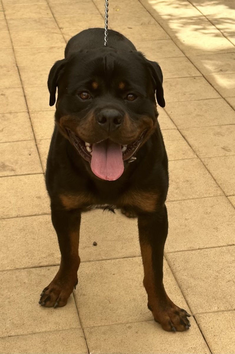 Trygg - Animal Adoption Agency