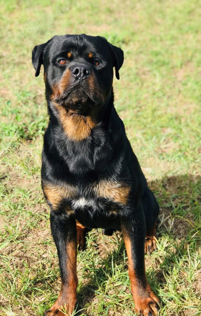 Trygg - Animal Adoption Agency