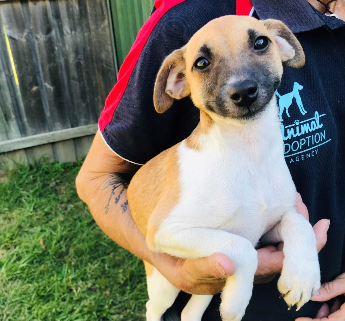 Dexter JR - Animal Adoption Agency