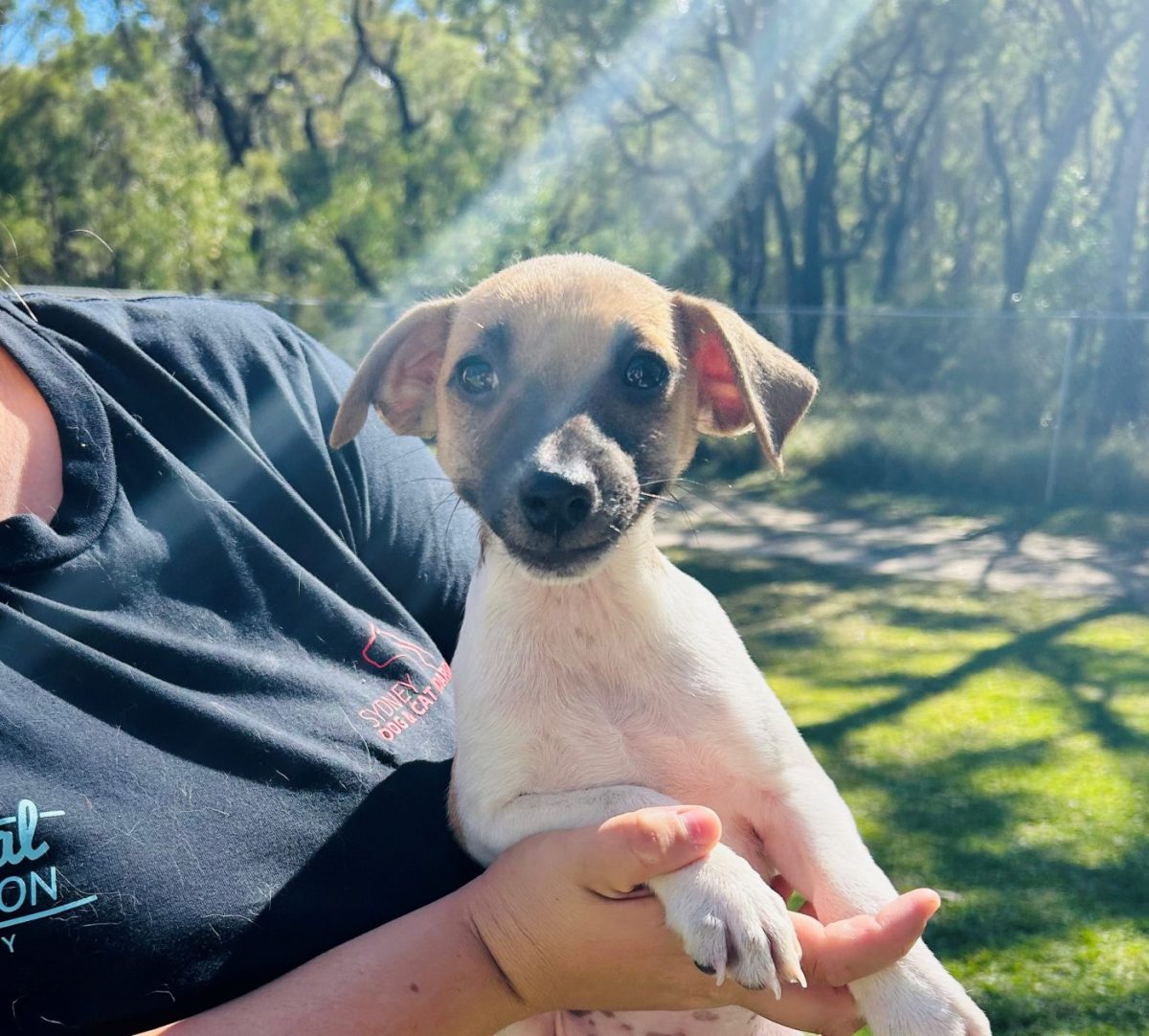 Mason AAA - Animal Adoption Agency