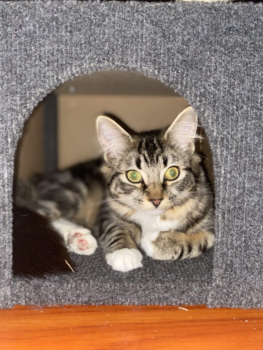 Mya AAA - Animal Adoption Agency