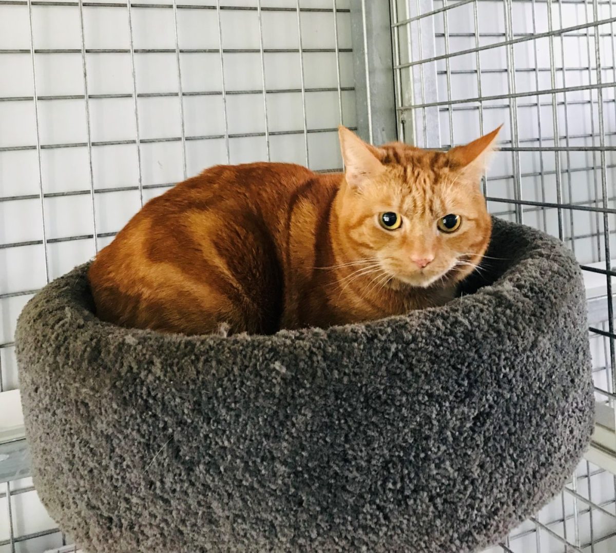 Meow - Animal Adoption Agency