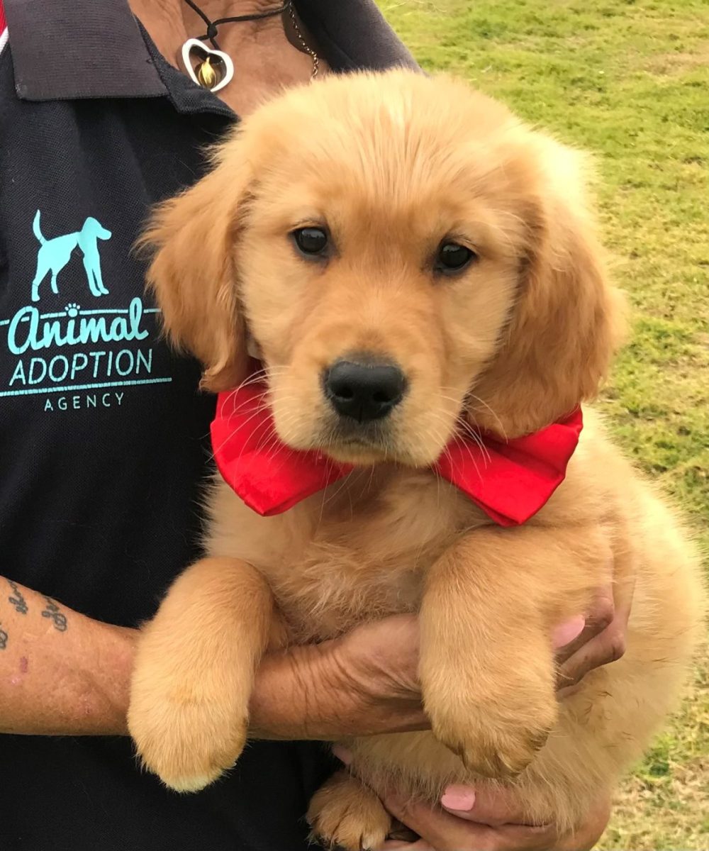 Murphy AAA - Animal Adoption Agency