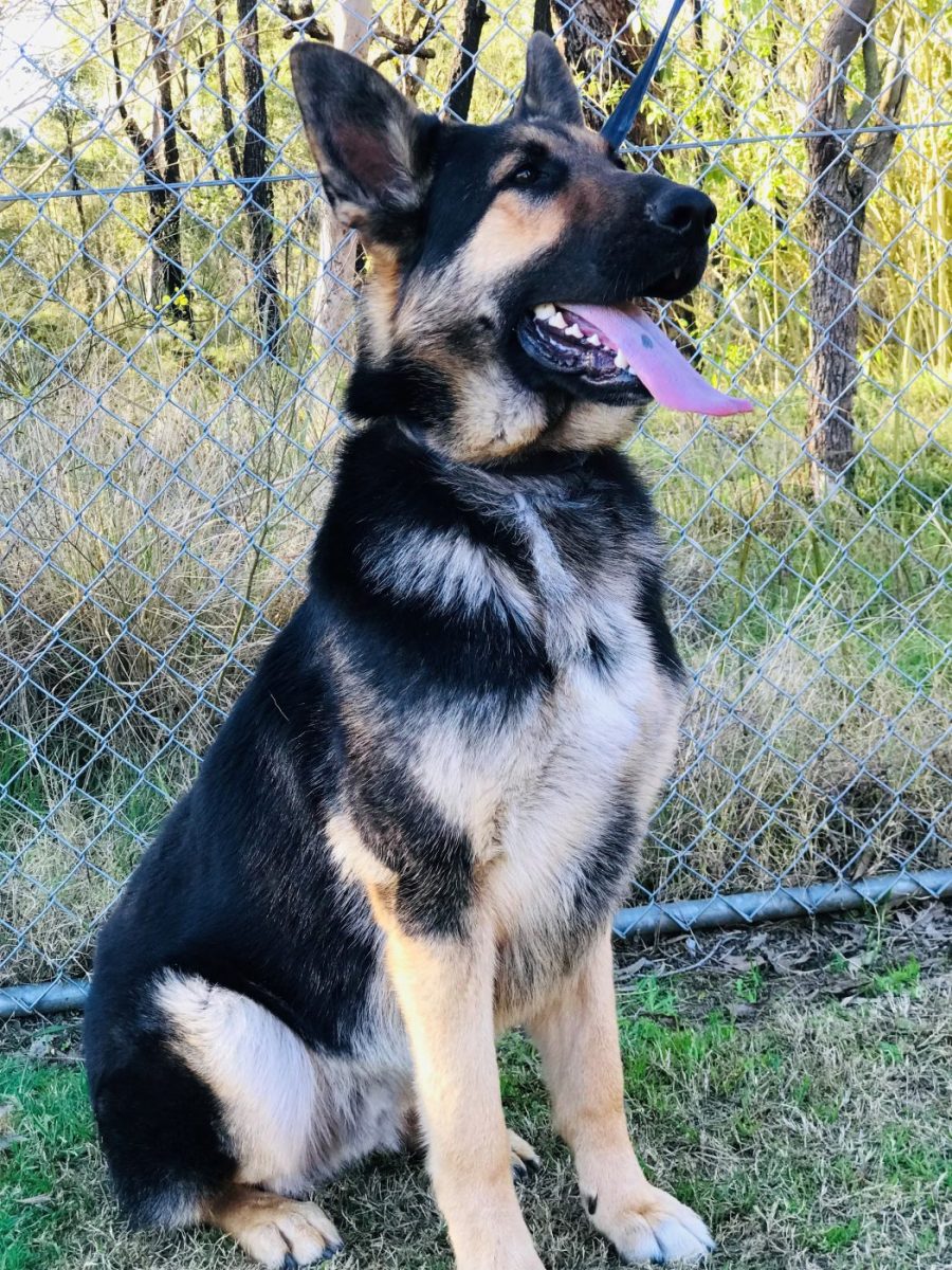 Moose A - Animal Adoption Agency