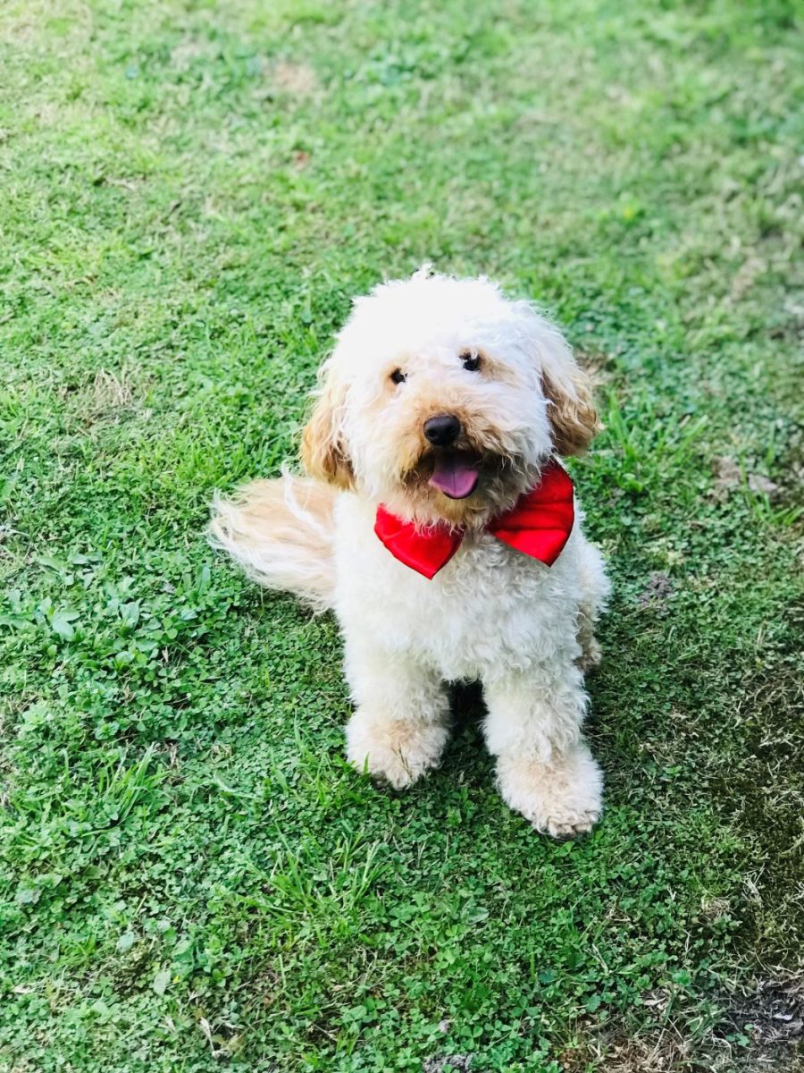 Marley A2 - Animal Adoption Agency