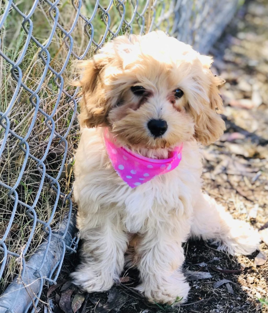 Frankie A - Animal Adoption Agency