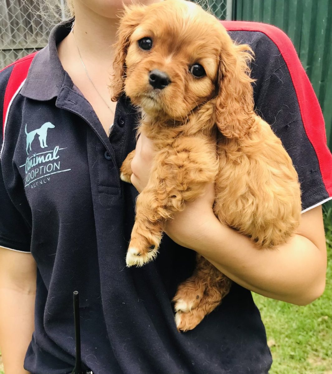 Violet - Animal Adoption Agency