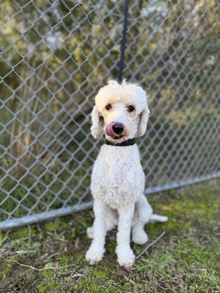 Nala 1 - Animal Adoption Agency