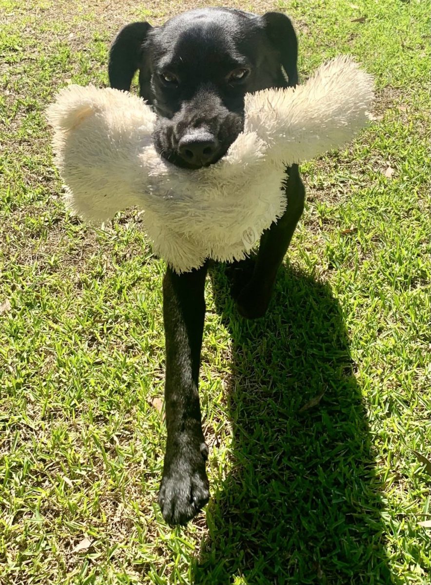 GetAttachmentThumbnail - Animal Adoption Agency