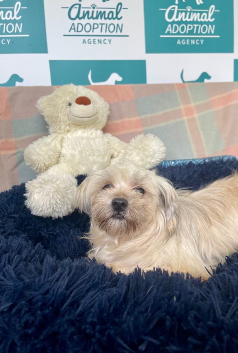 Flora - Animal Adoption Agency